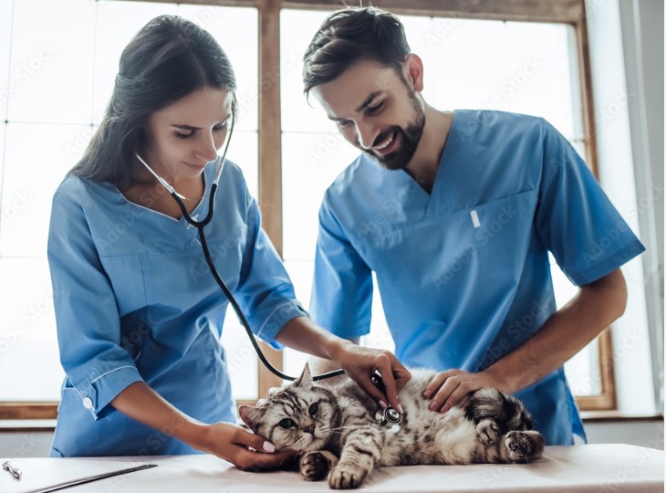 What Is A Veterinary Nurse? - Become Nurse